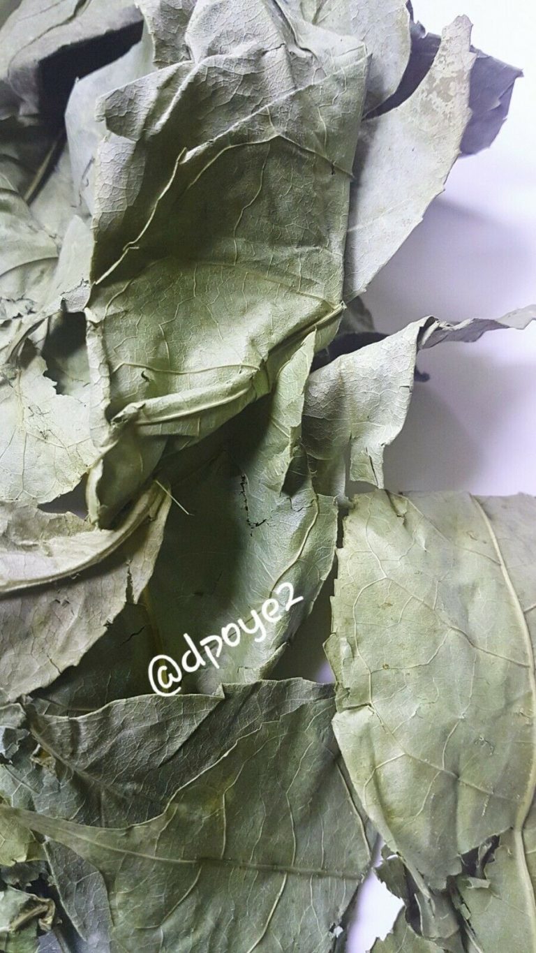 Dried Ewe Akoko (Yoruba) Fertility Leaves Aduruku Ogirisi (Igbo) – Wot ...